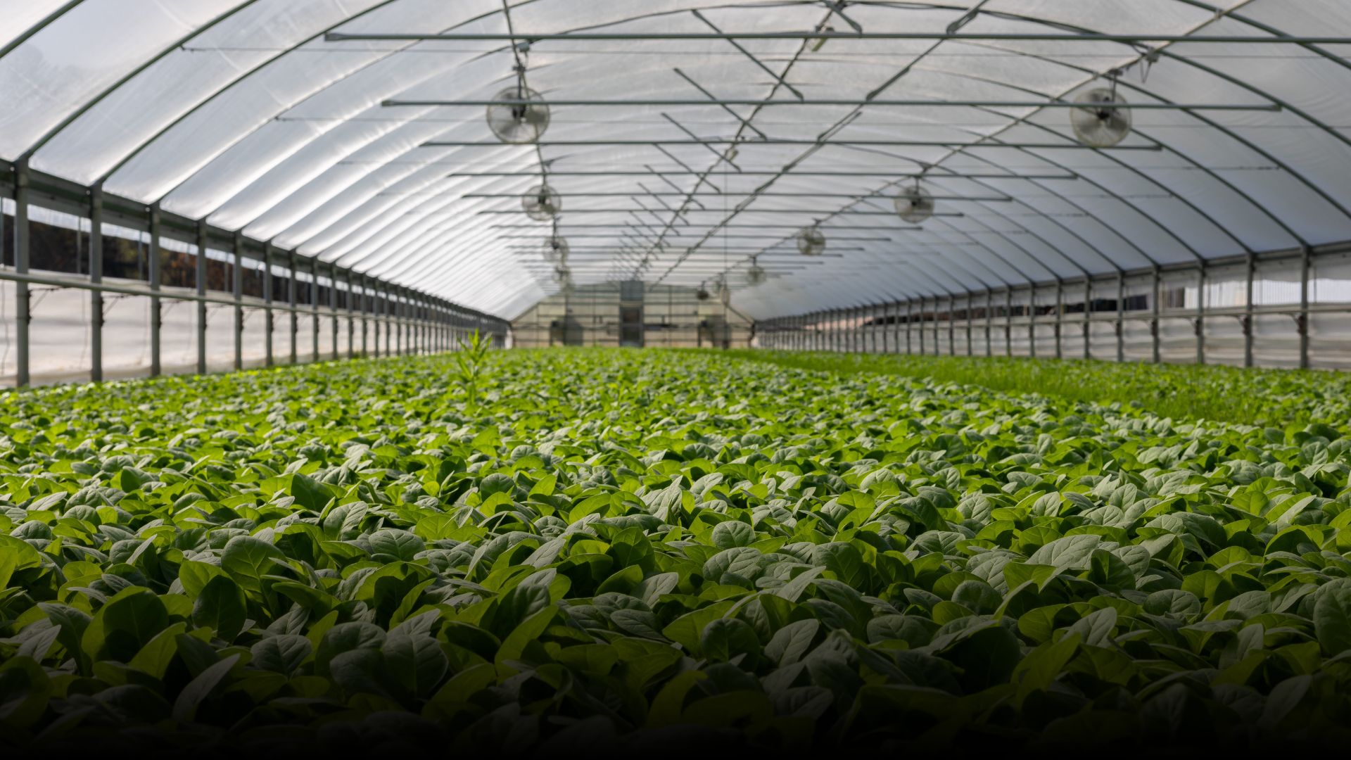 Sacred Sun Farms: Bozeman's Top Cannabis Store