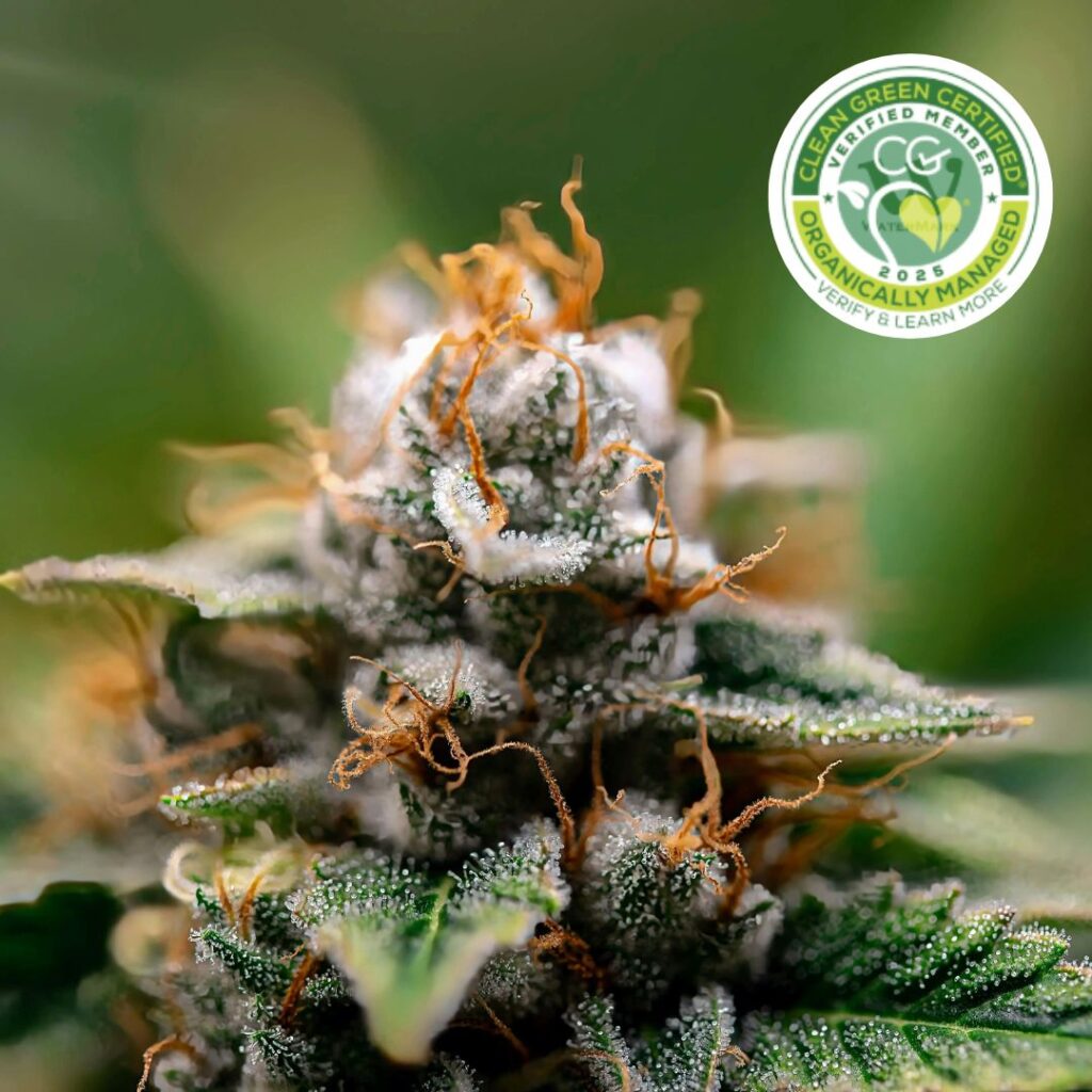 How to Choose a Helena Dispensary